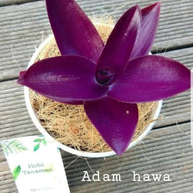tanaman hias adam hawa / tanaman hias adam hawa ungu | Lazada Indonesia