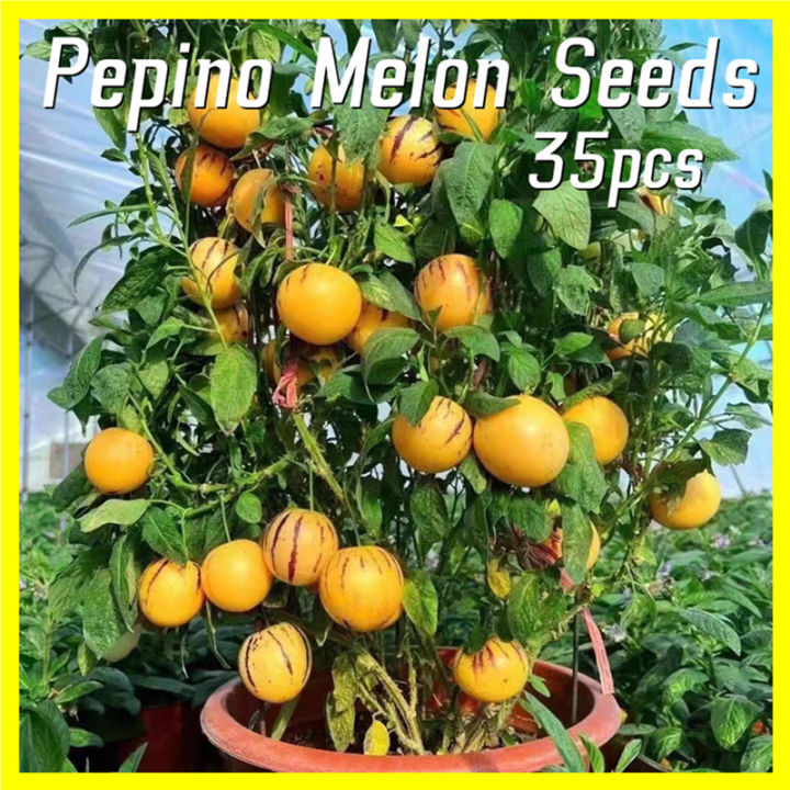 100% Fresh 35 Seeds Edible Bonsai Pepino Melon Fruit Seeds for Planting 人参果种子 Sweet Ginseng ...