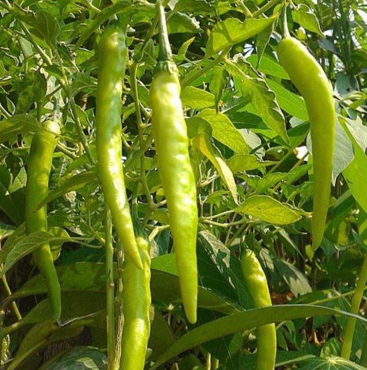 SILI PANIGANG / Siling Haba / Hot Pepper Green / Bicol Express Chili Seeds - 90 to 160 seeds ...
