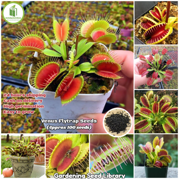 easy grow in Indonesia-(isi 100butir biji)Venus Flytrap seeds fresh ...