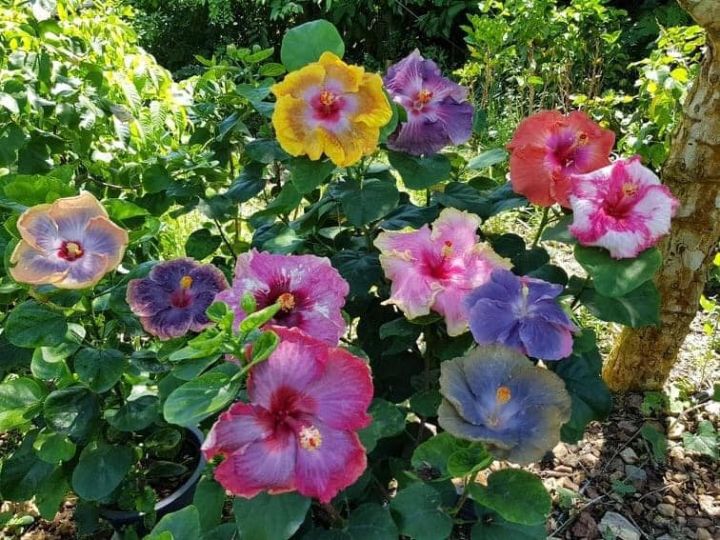 Pokok Bunga Raya Hibrid Hibiscus - Bunga Raya Ungu Purple Hibiscus ...