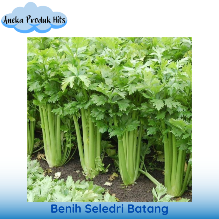 Benih Seledri Batang Besar (Tall Utah Celery) isi 250 biji | Lazada ...