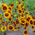 เมล็ดดอกตาเสือ1,000เมล็ด ซองสี Plains Coreopsis เมล็ดนำเข้า | Lazada ...