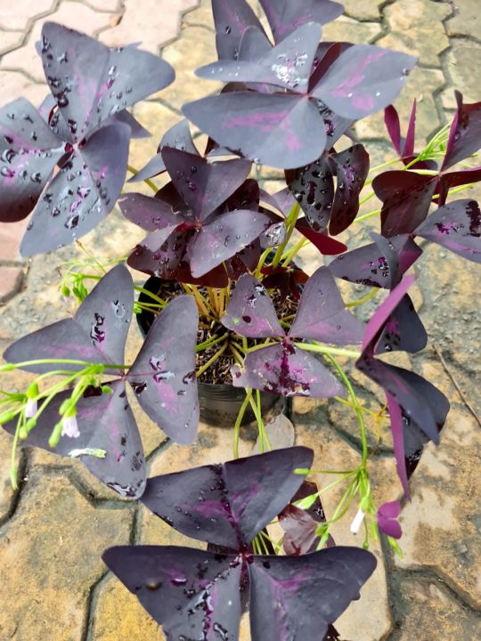 Cây hoa bướm đêm đẹp Oxalis Triangularis + có tặng kèm phân bón cây ...