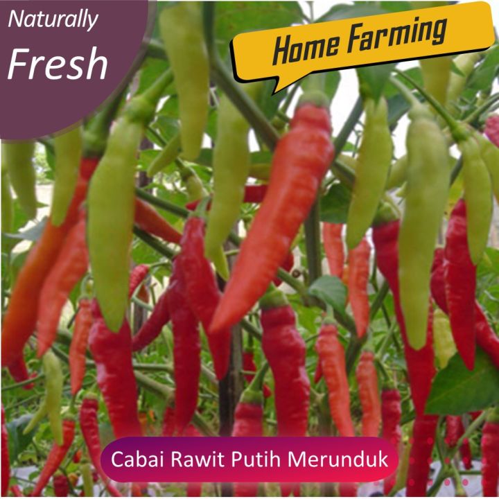 Benih Cabai Rawit Tipe Merunduk | Lazada Indonesia
