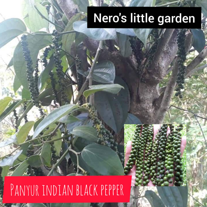 Nero's NLG0000101 panyur indian pepper | Lazada PH