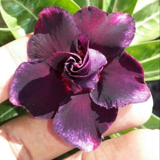 8 เมล็ด เมล็ดพันธุ์ ชวนชม สายพันธุ์ bonita สีม่วง Desert Rose Adenium ...