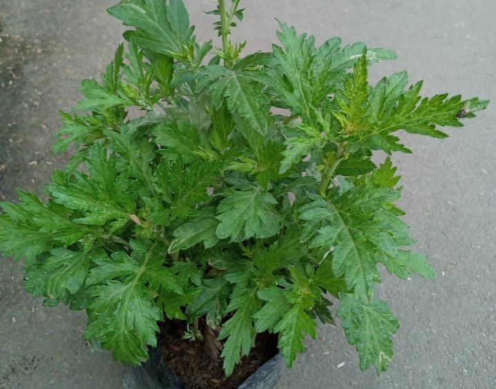 [ BUY 1 TAKE 1 ] DAMONG MARIA (Herbal Plant NOT seeds) with FREE garden ...