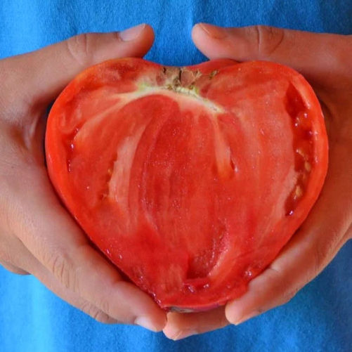Giant Oxheart Tomato Seeds Rare Tomato Seeds Heirloom Tomato Seeds ...