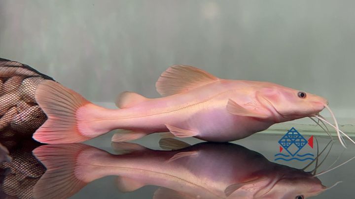 Golden Redtail Catfish/RTC/Live Fish/Catfish/Freshwater 黄金红尾猫/活鱼(Sin ...