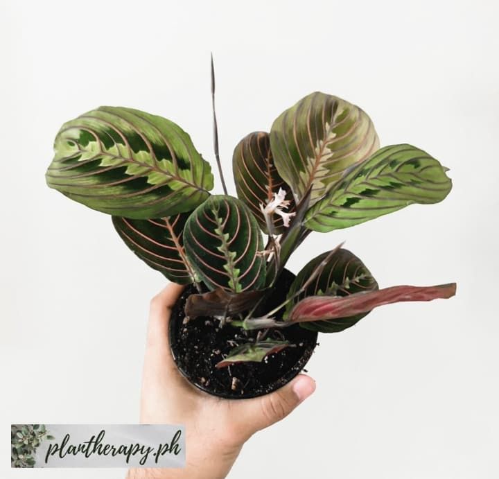 Calathea Red Maranta (3 to 4 Leaves) - Free pot and white pebbles ...