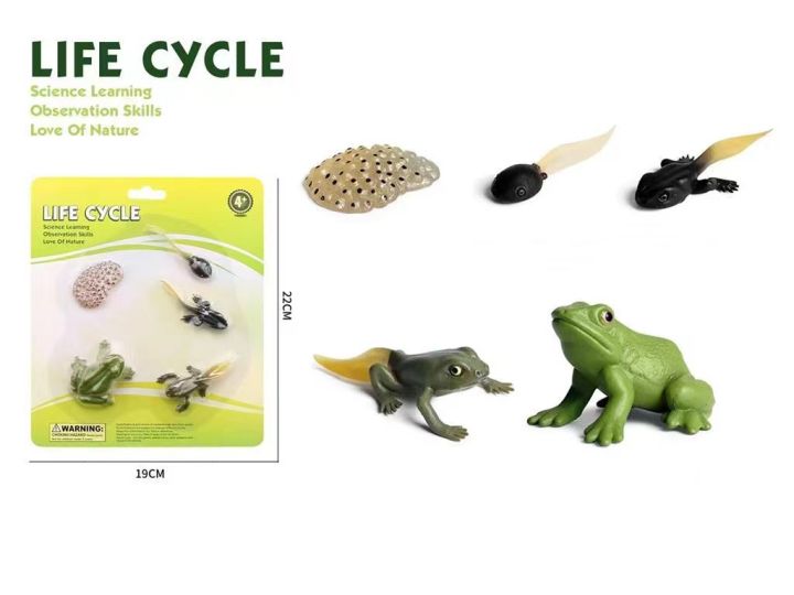 Teaching Resources Life Cycle of Frog Models | Lazada Singapore Teaching Resources Life Cycle of Frog Models | Lazada Singapore