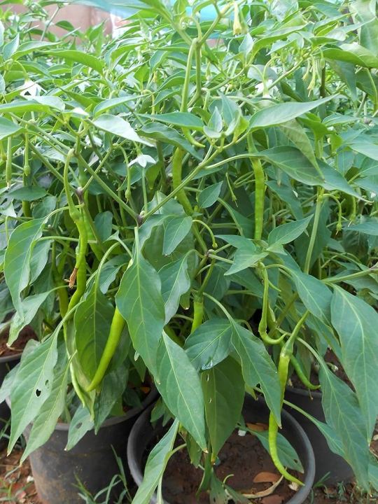 Sili Panigang / Siling Haba Live Plant (STRICTLY LUZON ONLY) ( Outdoor Plant , Live plant and ...