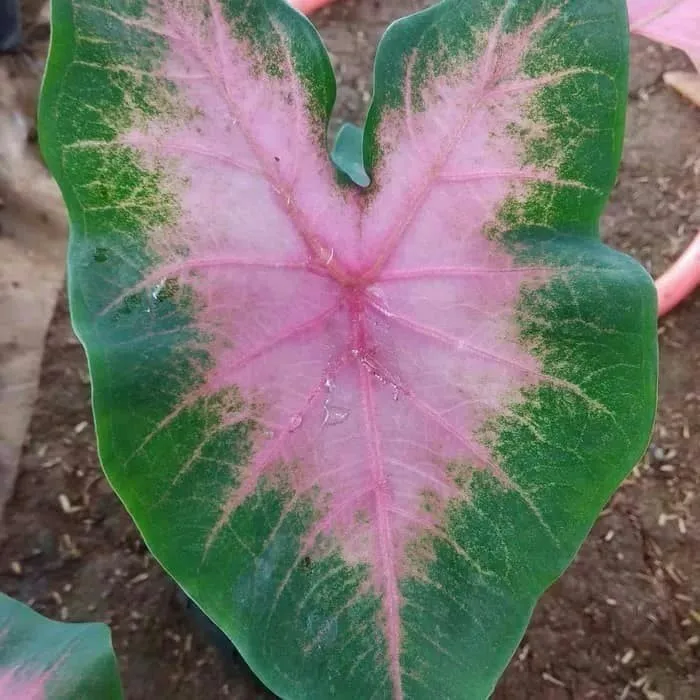 pohon keladi ping | Lazada Indonesia