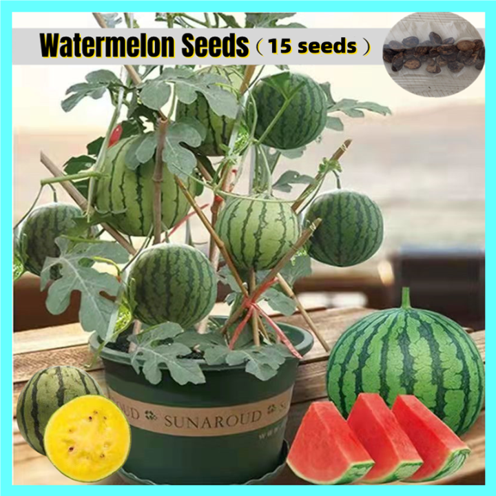 [Easy To Grow In The Philippines] 15pcs Edible Dwarf Watermelon Seeds ...