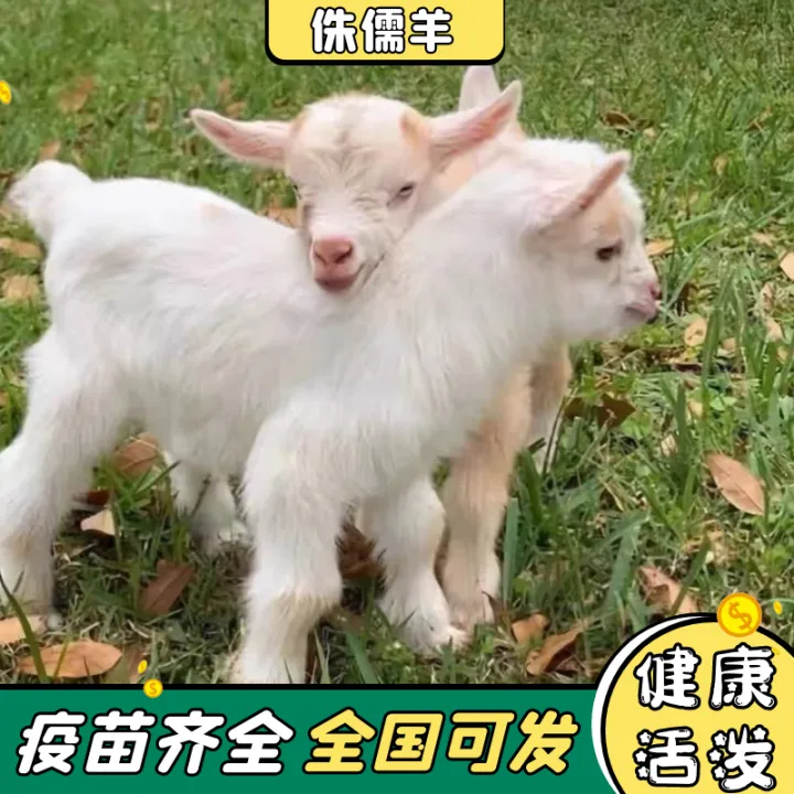 Domestic Dwarf Sheep Pets Live Sheep Ornamental Lambs, Lambs, Live ...