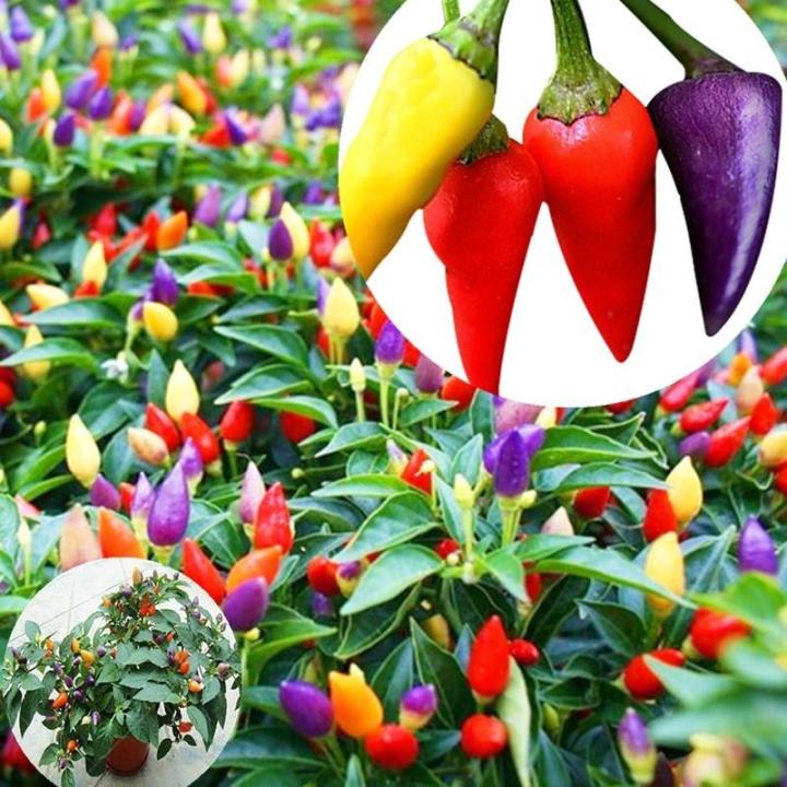 Ornamental Pepper Seeds For Sale Vegetables Seeds for Gardening Bonsai ...