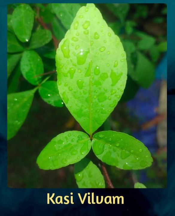 LIVE PLANT-KASI VILVAM | Lazada