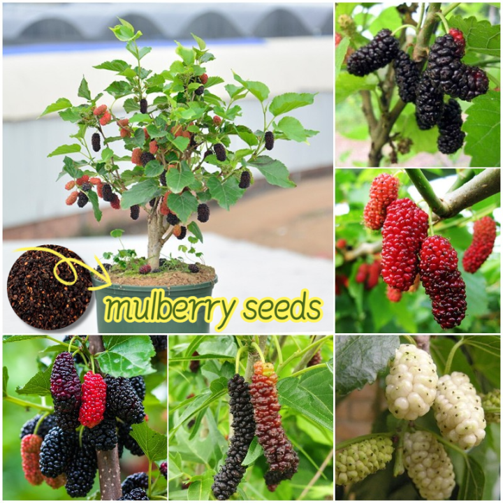 [100% Original Seed] Fresh Mulberry Seeds for Planting (150pcs seeds) Dwarf Fruit Trees Plants ...