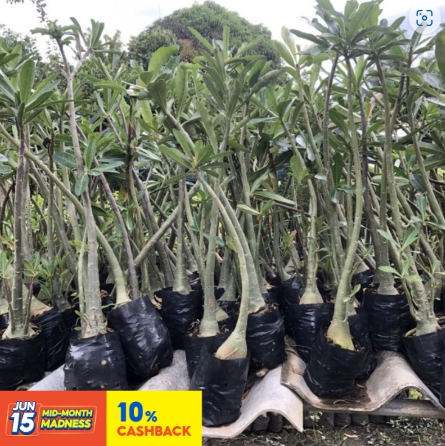 【GW】adenium thai real live plant kemboja kampung | Lazada