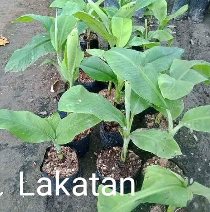 lakatan cultured plantet | Lazada PH