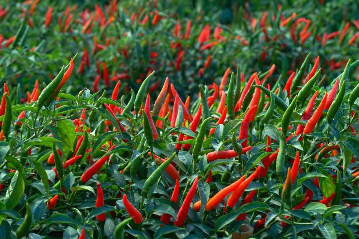 F1 Red Hot Pepper Seeds | Lazada PH