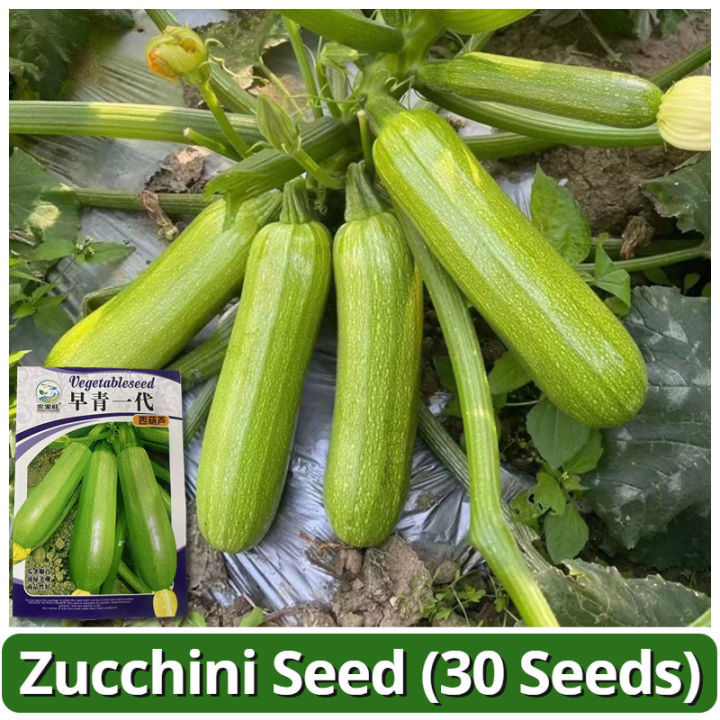 High Yield Zucchini Seeds Philippines (30 Seed) Summer Squash Bottle ...