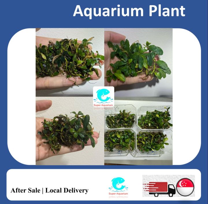 Bucephalandra (Buce) - Aquarium Live Plant Bucep | Lazada Singapore