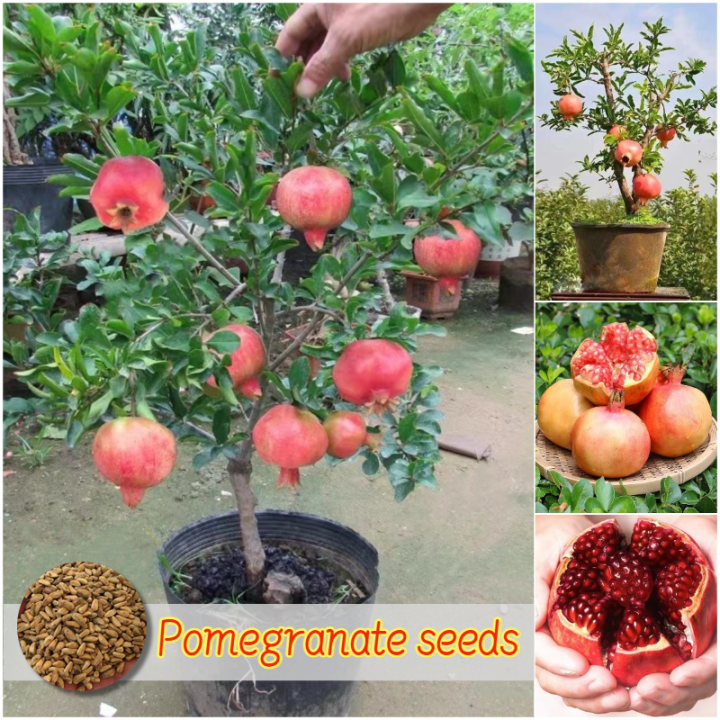 [Easy to grow in the Philippines] Fresh Pomegranate Seeds 35pcs Fruit ...