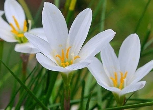 Tanaman Lily Rain Putih | Lazada Indonesia