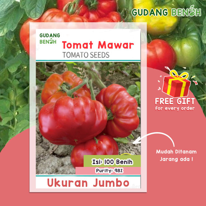[TERBARU] Benih Tanaman Sayuran Tomat Mawar Berkualitas Isi 100 Benih ...