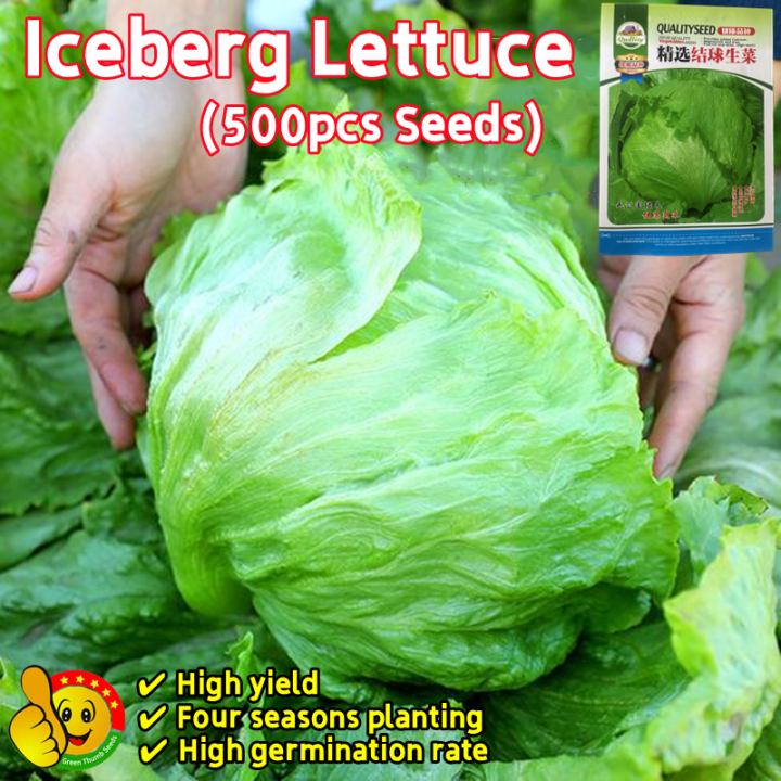 100% Original Benih Salad Iceberg Lettuce Seeds for Sale (Fresh 500pcs ...