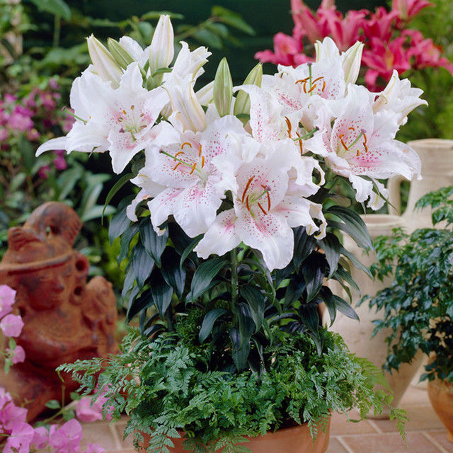 3 หัว Lilies Bulb ดอกลิลลี่ ดอกไม้ที่นิยมใช้ในวันแห่งความรัก ใช้แสดง ...