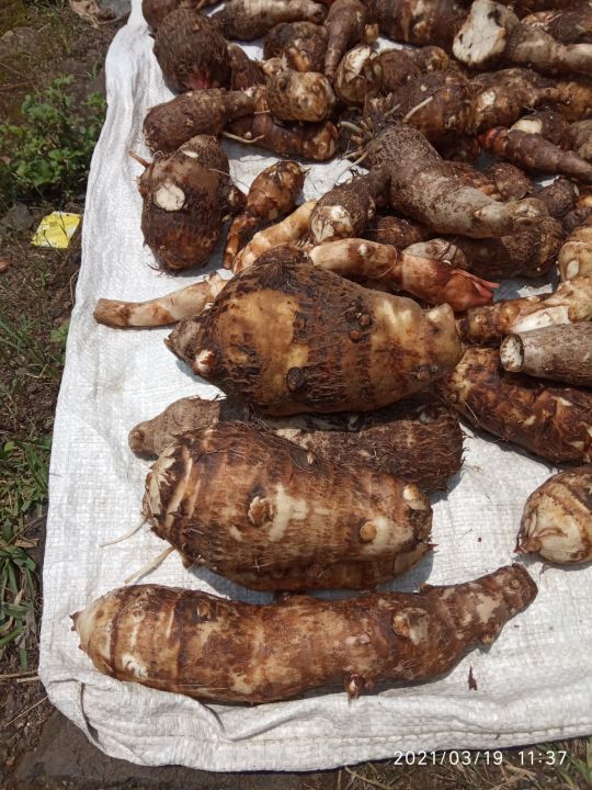 Umbi talas segar pulen 1kg | Lazada Indonesia