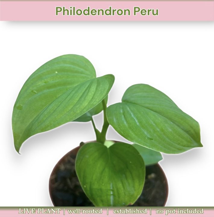GBO Katrina: Philodendron Peru Philo | Lazada PH