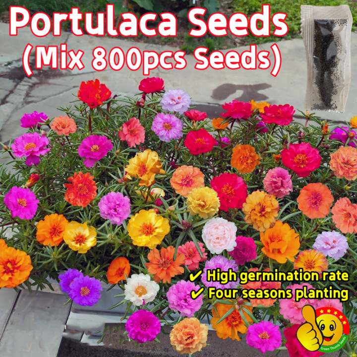 100% Original 800pcs Seeds Moss Rose Flower Seeds for Planting 重瓣太阳花种子 ...