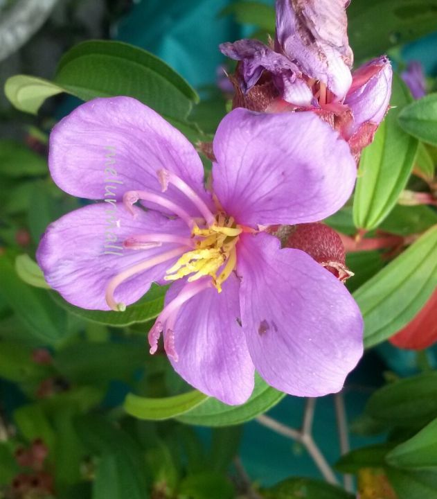 MM- Anak Pokok SENDUDUK MERAH / Senduduk batang merah / senduduk bunga ...