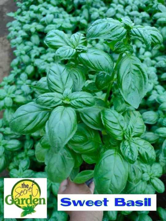 BUY 1 TAKE 1 Basil (not seeds) with FREE garden soil (LUZON ONLY, 2 ...