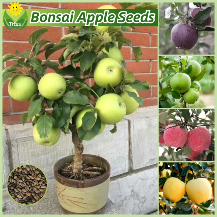 100% Original Mixed Bonsai Apple Seeds for Planting & Gardening (35pcs ...