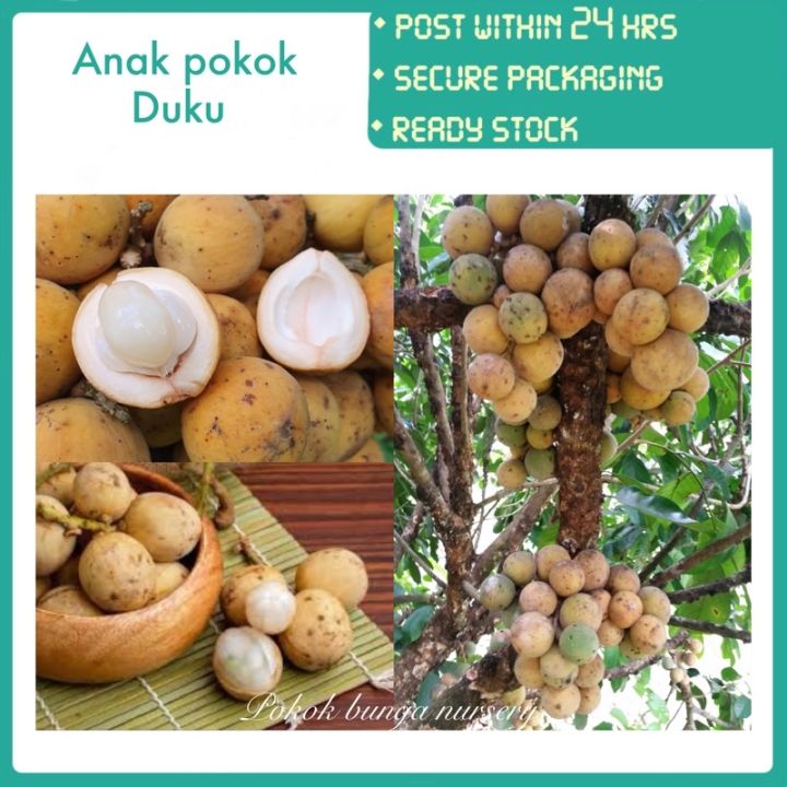 PBN - anak pokok duku - pokok bunga nursery pidjitan pisitan langsat ...