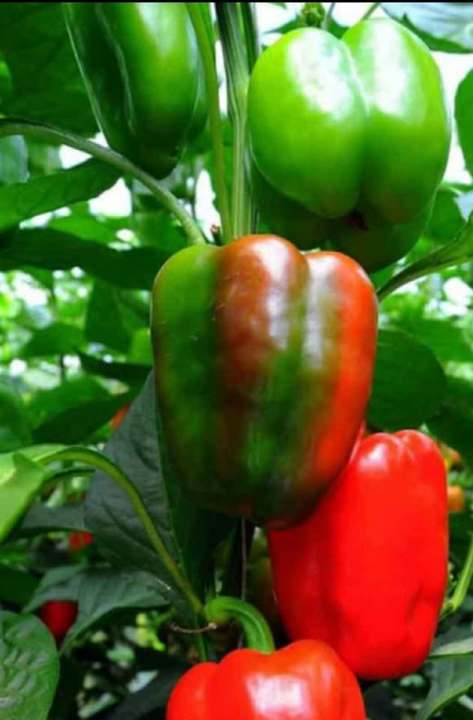 BUY1 TAKE 1 BELL PEPPER PLANT with FREE garden soil in a seedling bag ...