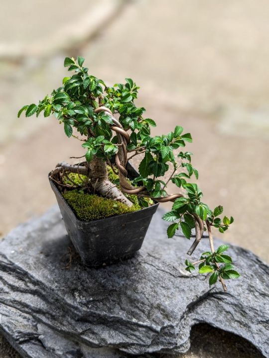 Chinese Tea Tree Mini Bonsai - Beautiful and Exotic Bonsai Tree Plant ...
