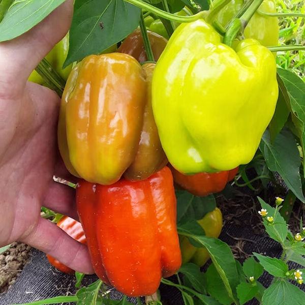 Emerald Giant Mix Bellpepper Seeds Rare Bellpepper Seeds Heirloom ...