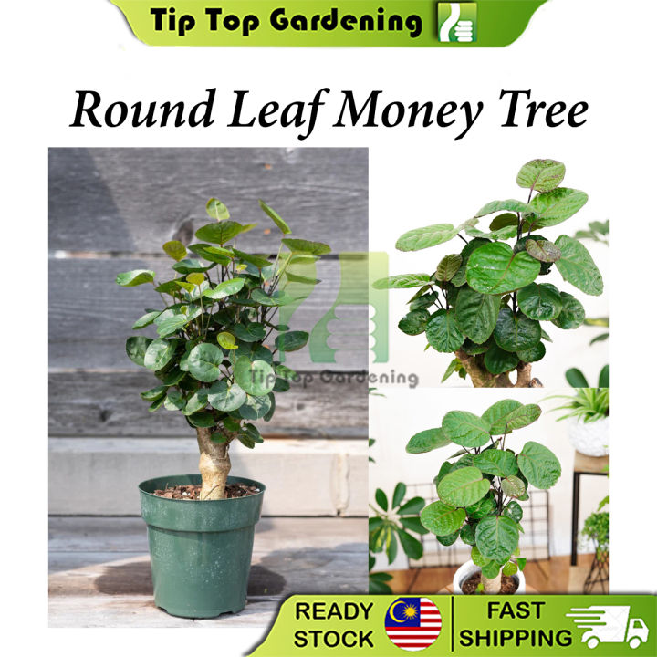 Real Live Plant Round Leaf Money Tree Polyscias Fabian Pokok Hidup ...