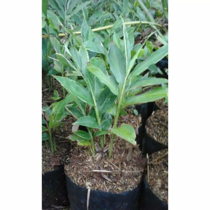 TANAMAN KECOMBRANG HONJE - Pohon honje hijau - Tanaman herbal honje ...