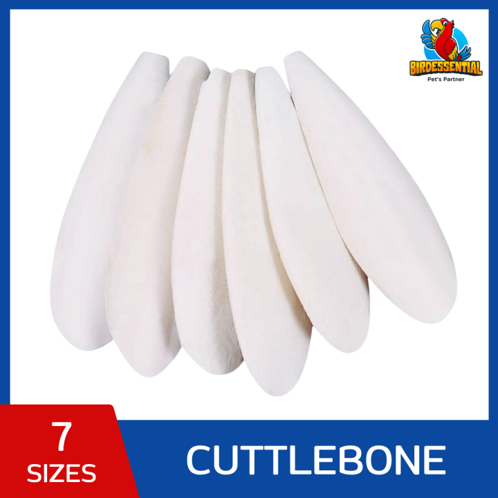 Cuttlebone for birds and small pets | Lazada PH