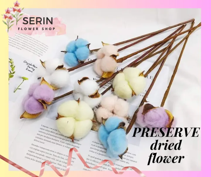 Dried Cotton Flower (home décor, wedding bouquet, dried flower ...