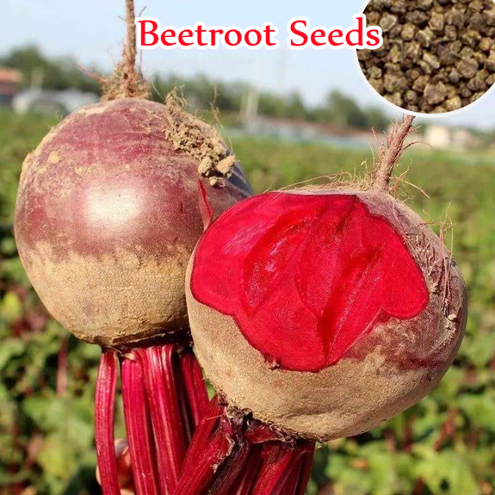 Singapore Ready Stock Beetroot Seeds Red Beet Seeds (150 pcs) Dark Red ...