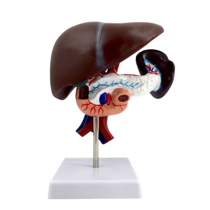 Anatomy Digestive System Organ Liver Gallbladder Model Life Size Human ... Anatomy Digestive System Organ Liver Gallbladder Model Life Size Human ...