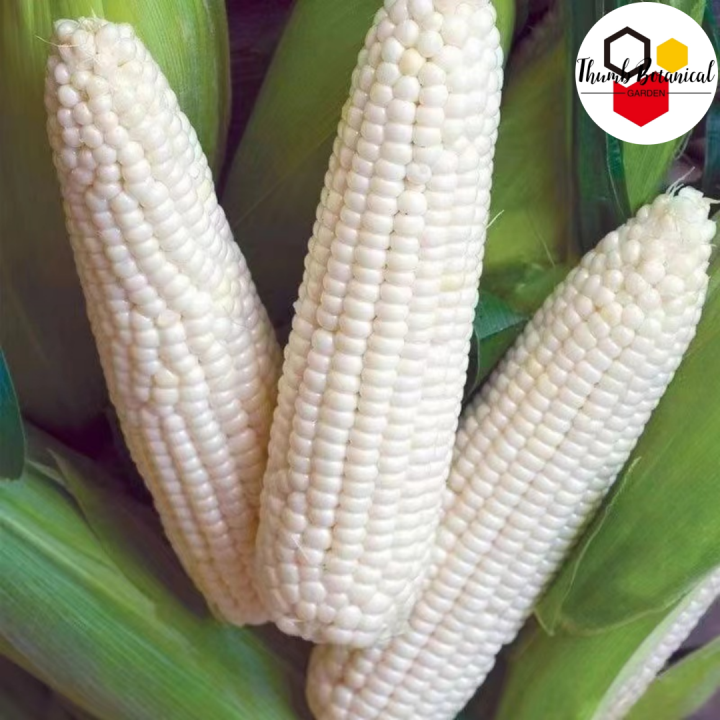 Sweet Glutinous White Corn Seeds - (30seeds) WHITE LAGKITAN CORN/Waxy ...